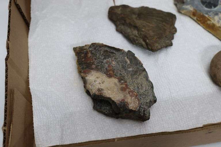 (4) Fossils & Native American Grinding Stone - Dixon's Auction at Crumpton
