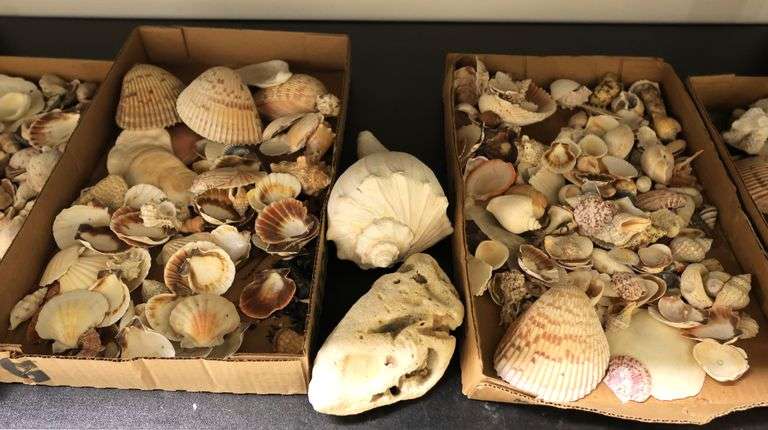 Lot of Various Seashells - Dixon's Auction at Crumpton