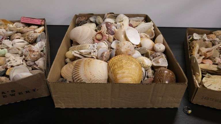Lot of Seashells - Dixon's Auction at Crumpton