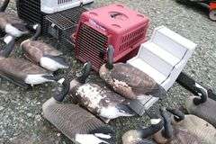 *NO STORAGE* Goose Decoys and Pet Carriers - Dixon's Auction at Crumpton