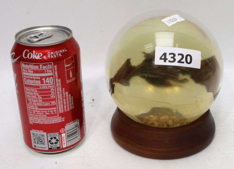 Vintage Nature Gems Educational Embedments Preserved Bat - Dixon's ...