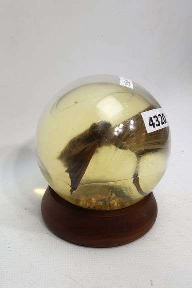 Vintage Nature Gems Educational Embedments Preserved Bat - Dixon's ...