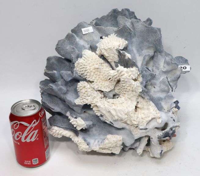 Coral Specimen - Dixon's Auction at Crumpton