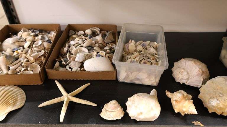 Collection of Seashells, Shell Lot - Dixon's Auction at Crumpton