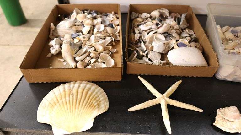 Collection of Seashells, Shell Lot - Dixon's Auction at Crumpton