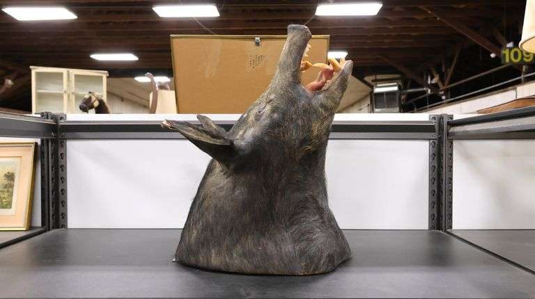 Vintage Mounted Wild Pig / Boars Head - Dixon's Auction at Crumpton