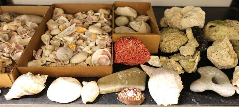 Collection of Seashells From Down By the Seashore - Dixon's Auction at ...