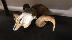 Rams Head Skull with Horns - Dixon's Auction at Crumpton