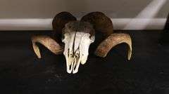 Rams Head Skull with Horns - Dixon's Auction at Crumpton