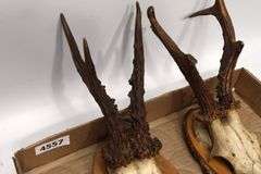(2) Vintage Taxidermy Game Mounts - Dixon's Auction at Crumpton