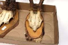 (2) Vintage Taxidermy Game Mounts - Dixon's Auction at Crumpton