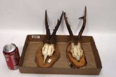(2) Vintage Taxidermy Game Mounts - Dixon's Auction at Crumpton
