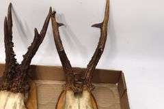 (2) Vintage Taxidermy Game Mounts - Dixon's Auction at Crumpton