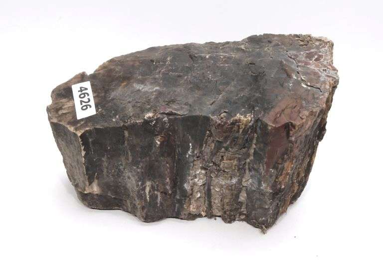Large Petrified Wood Specimen - Dixon's Auction at Crumpton