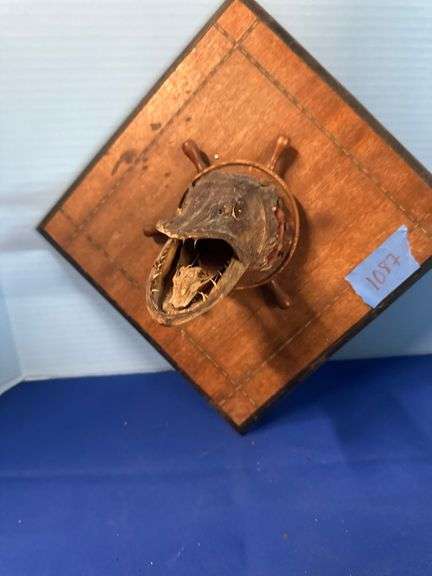 Mounted Fish Head - Delaware Auction Center