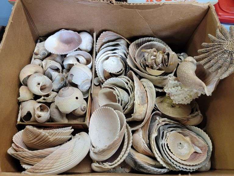 Assorted Lot of Sea Shells - Delaware Auction Center
