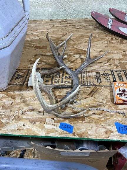 Deer Horns - DOOLEY AUCTION, LLC