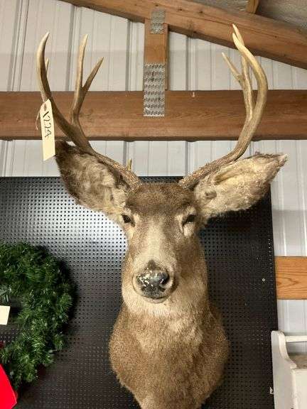 Deer Mount - Duck Soup Auctions
