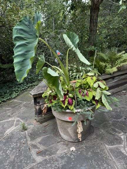 Plant in planter • Outside side - Duck Soup Auctions