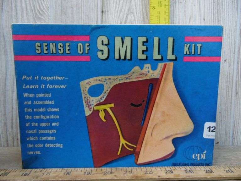 The Sense Of Smell Model - May Be Missing Pieces - Dunker Auction
