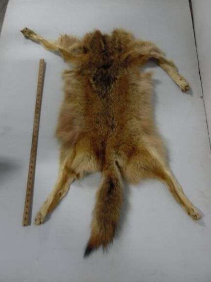 Fox Hide - Dunker Auction