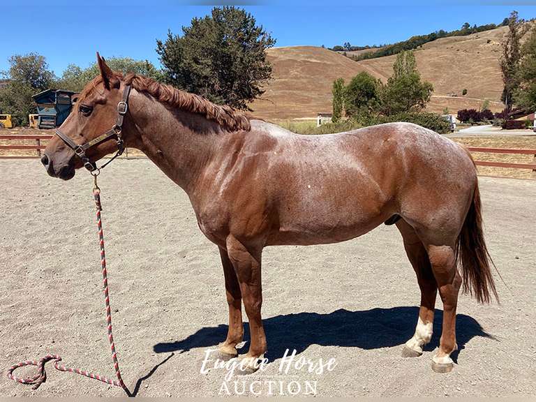 Bugatti - 12yr - 16HH - Gelding - Eugene Horse Auction