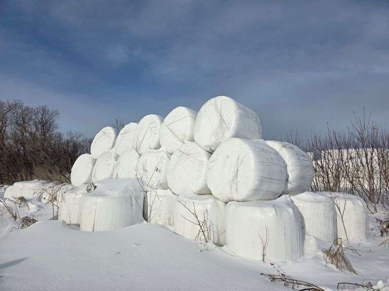 (42) 3 Year Old Oatlage Bales, Net Wrapped and Plastic Wrapped, Approx ...