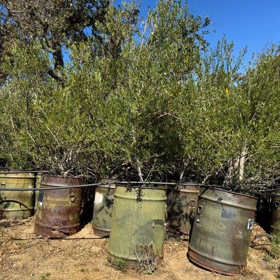 (1) Multi-Trunked Non Fruiting Olive Tree w/ Military Barrel - Fast Bid ...