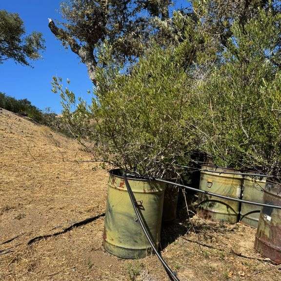 (1) Multi-Trunked Non Fruiting Olive Tree w/ Military Barrel - Fast Bid ...