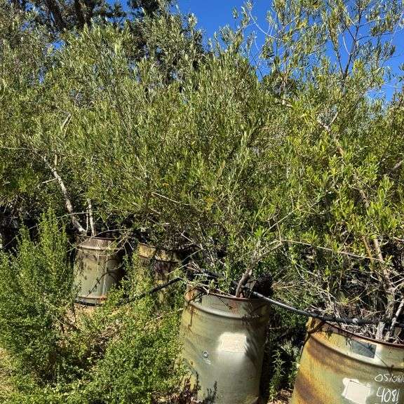 (1) Multi-Trunked Non Fruiting Olive Tree w/ Military Barrel - Fast Bid ...