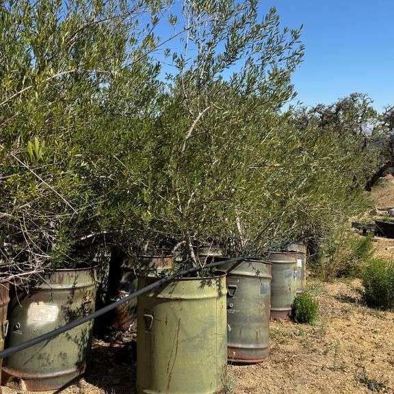 (1) Multi-Trunked Non Fruiting Olive Tree w/ Military Barrel - Fast Bid ...