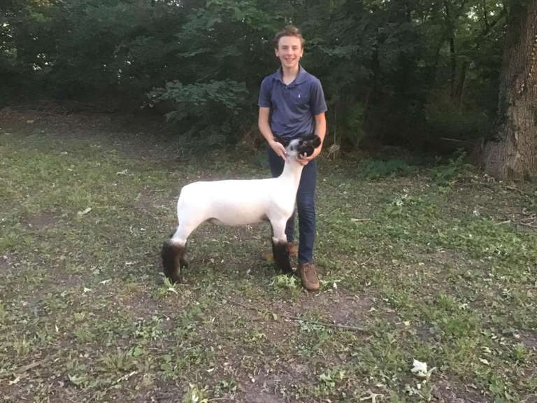 Brady Hoffman SHEEP - Gavel Roads Online Auctions