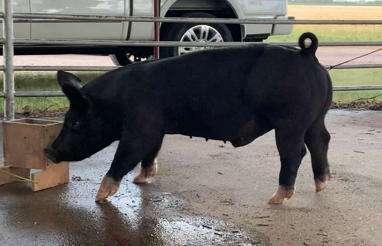 Elijah Carlin SWINE - Gavel Roads Online Auctions