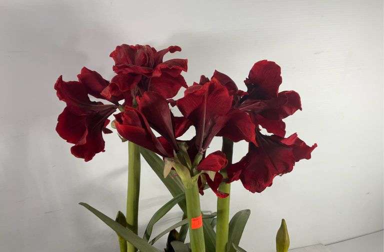 Large everlasting potted plant, large red bulb flowers, moss accents ...