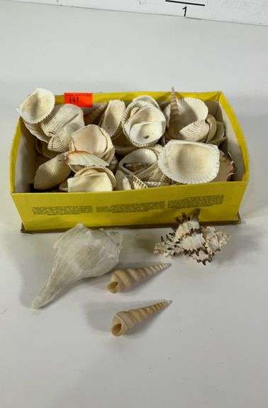 Small box of shells. - Hash Auctions