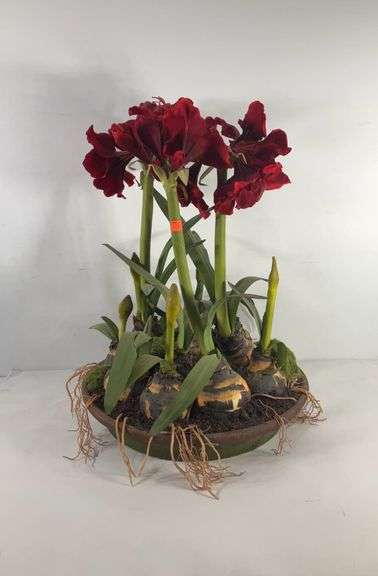 Large everlasting potted plant, large red bulb flowers, moss accents ...