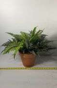 Five everlasting potted plants, 2 greenery in baskets, fern in Silma ...