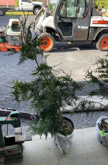 Pine tree in planter, 58” - Hash Auctions