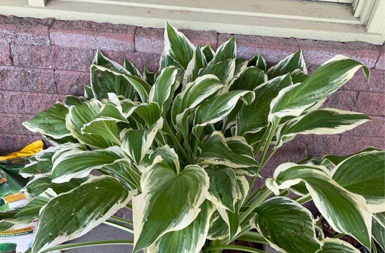 Large perennial hosta plant in 5 gallon bucket - Hash Auctions