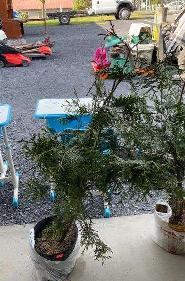 Pine tree in planter, 4ft - Hash Auctions