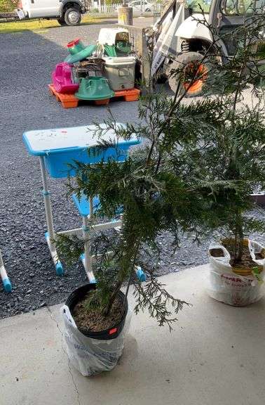 Pine tree in planter, 4ft - Hash Auctions
