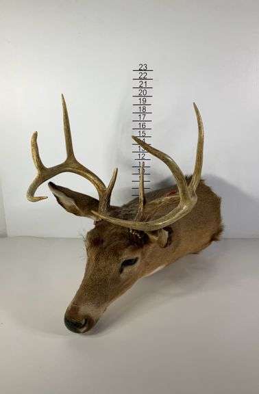 Eight point taxidermy buck head. - Hash Auctions