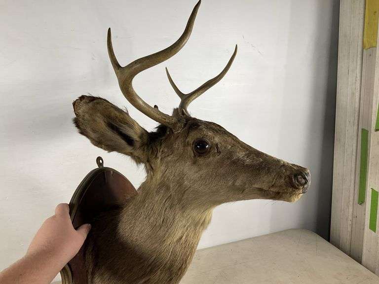 Wall mounted taxidermy deer, 3-point buck, dated 1944, shows age - Hash ...