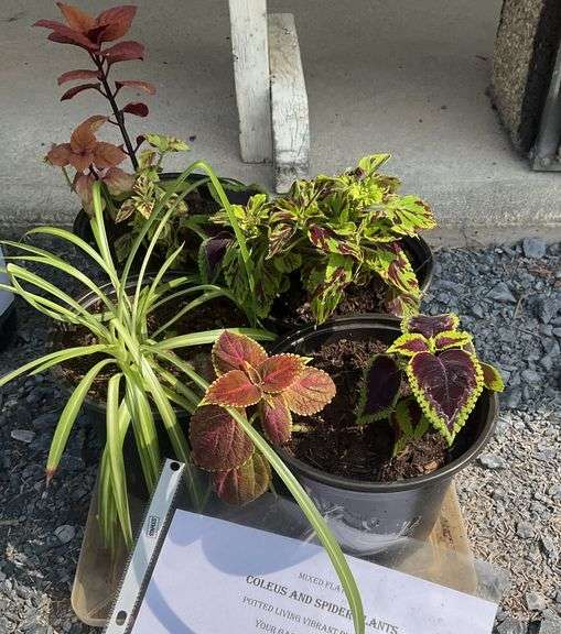 Mixed flat of COLEUS and spider plants - Hash Auctions