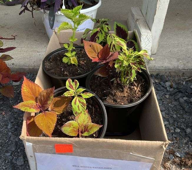 Flat with mixed multicolor COLEUS plants - Hash Auctions
