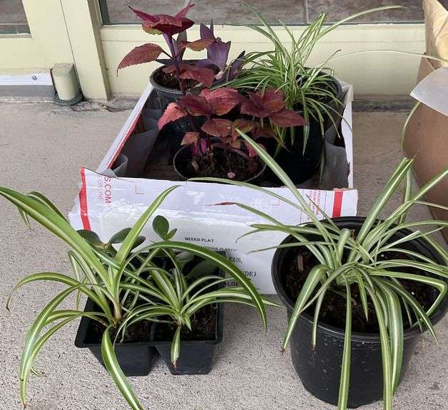 Mixed flat succulent jade, COLEUS, purple heart, wondering dude and ...