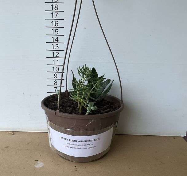 Snake plant and succulents and brown hanging basket - Hash Auctions