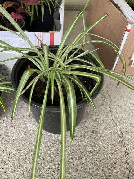 Mixed flat succulent jade, COLEUS, purple heart, wondering dude and ...