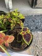 Mixed flat of COLEUS and spider plants - Hash Auctions
