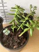 Three succulent plants - Hash Auctions